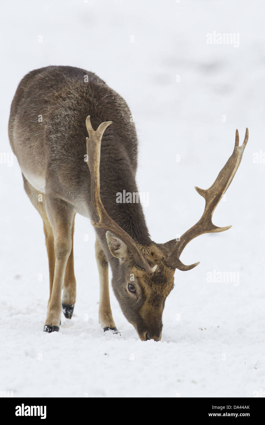 Fallow Deer (Dama dama) dark form, mature buck, feeding on snow covered ...