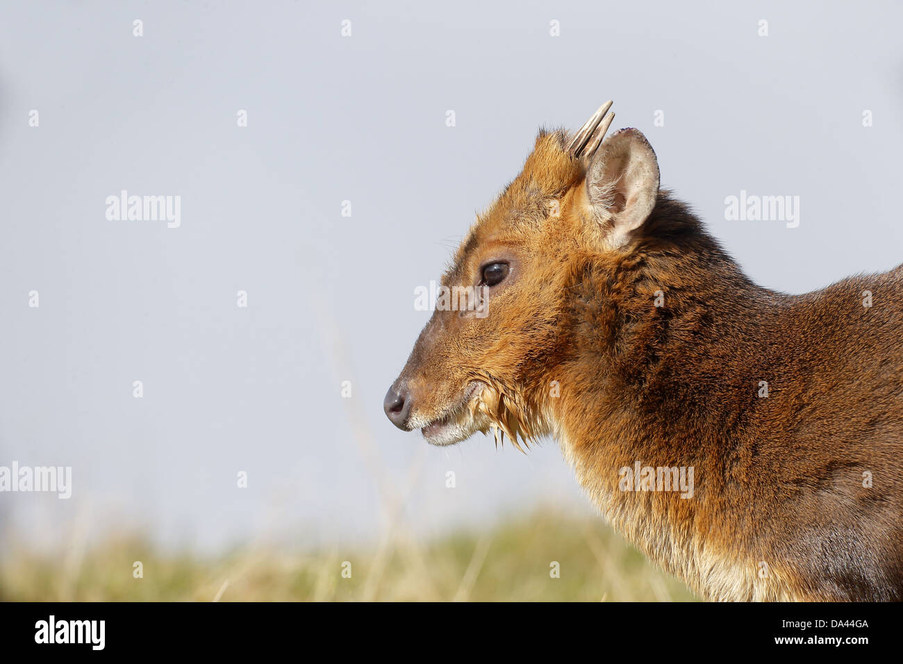 Muntjac deer mammal alien introduced hi-res stock photography and ...