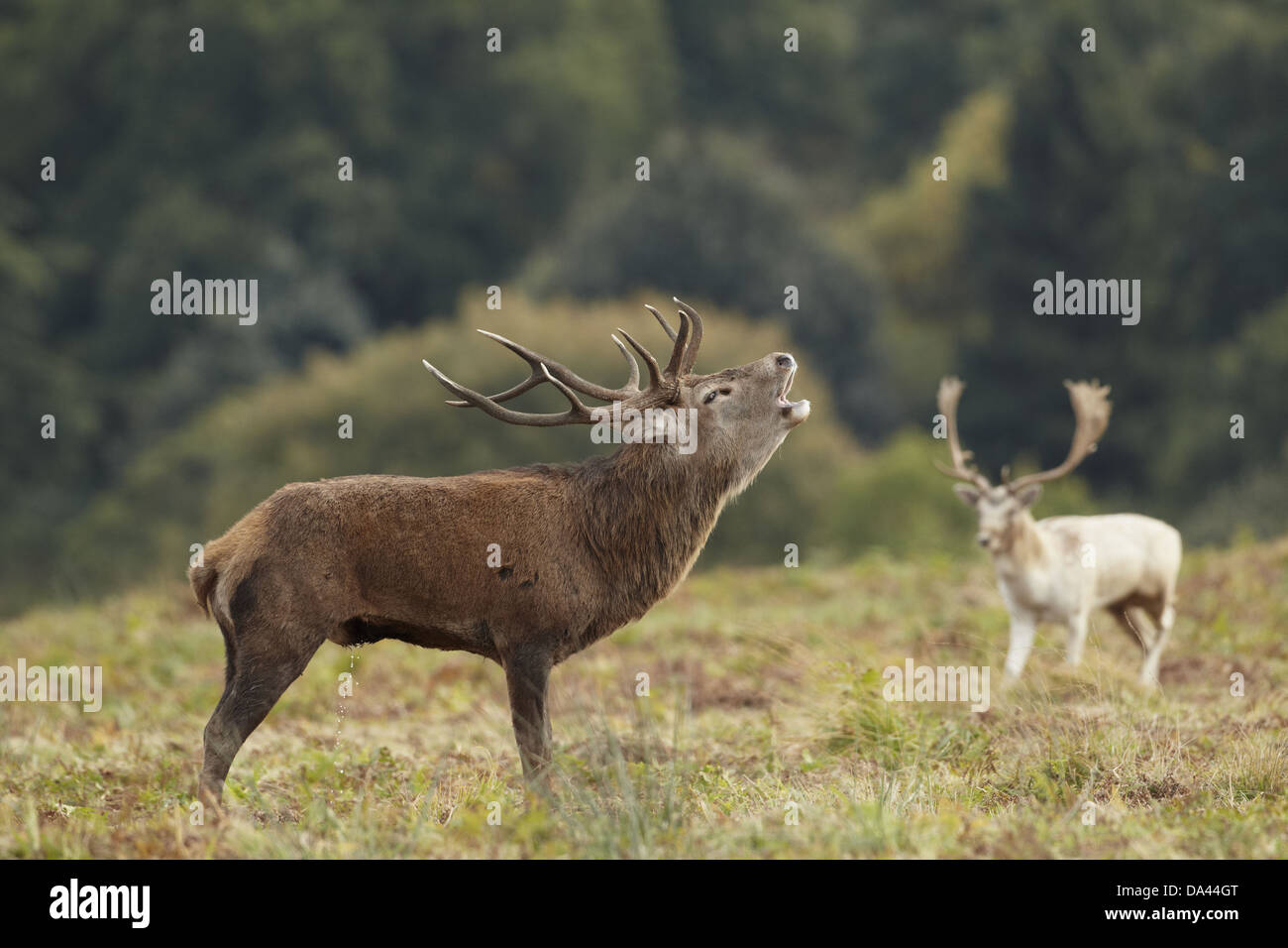 Red Deer (Cervus elaphus) mature stag roaring during rutting season ...