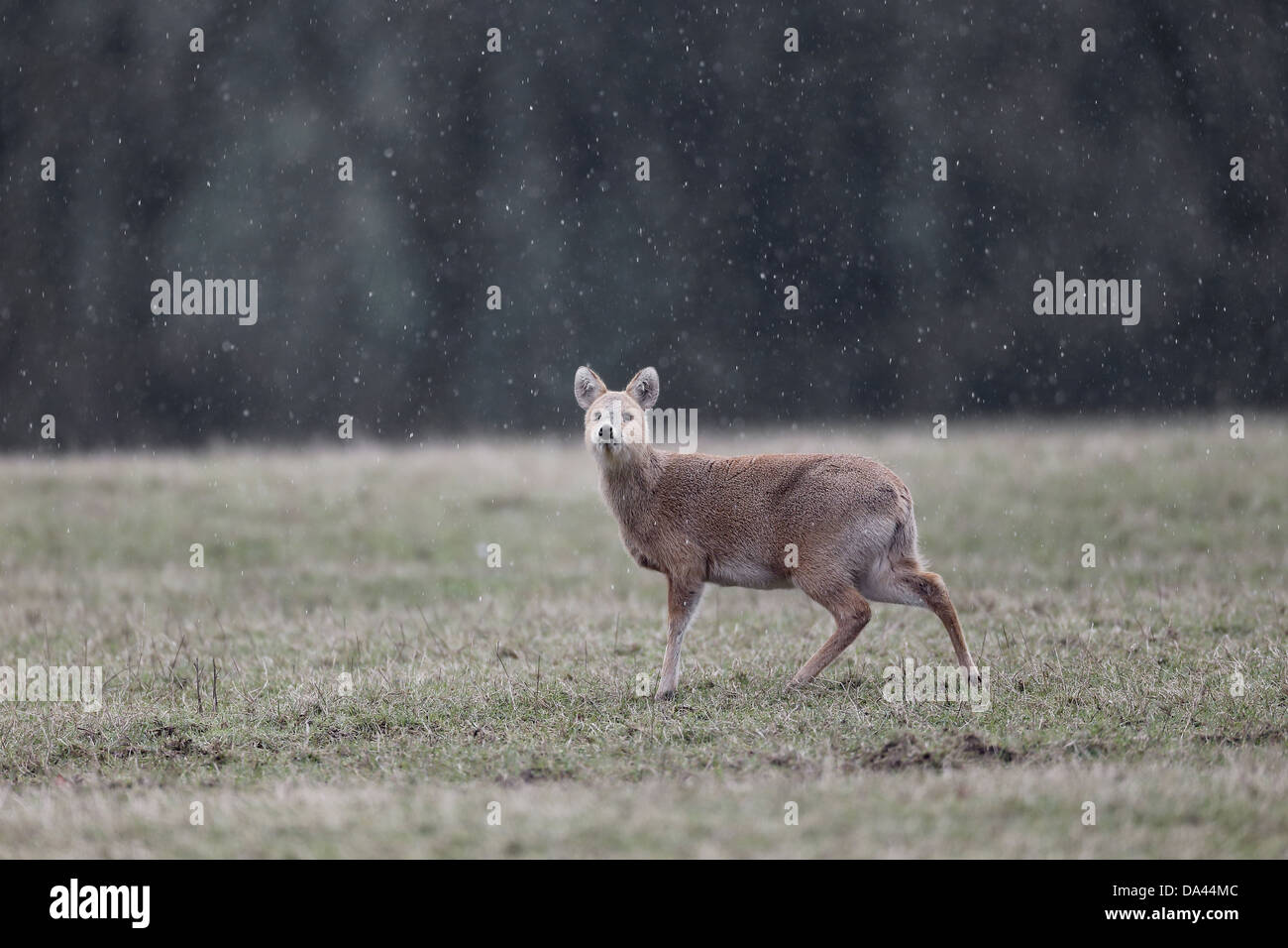 Chinese Water Deer (Hydropotes inermis) introduced species adult female ...
