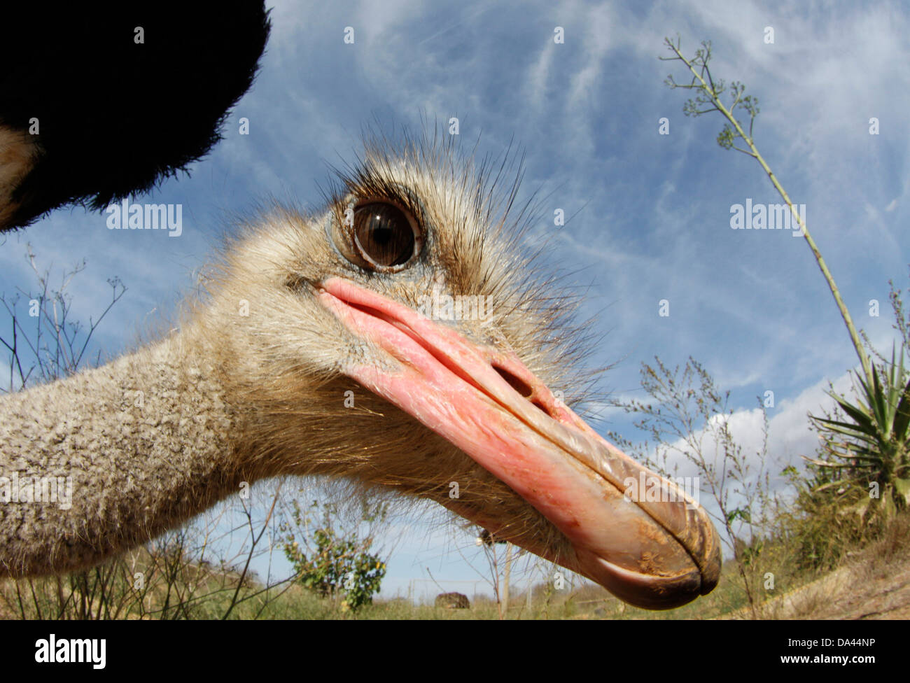 Ostrich skin hi-res stock photography and images - Alamy