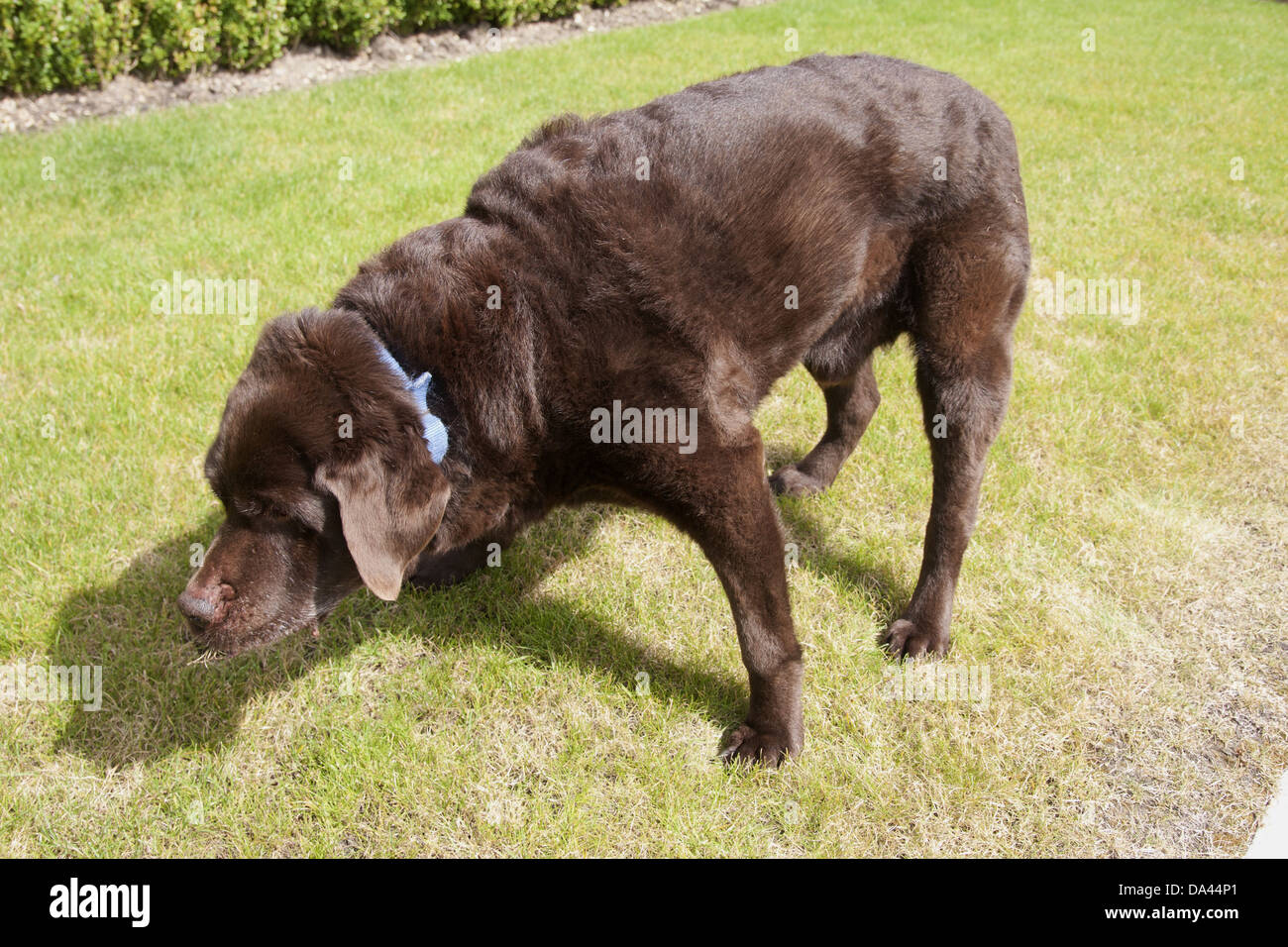 Domestic Dog, Chocolate Labrador Retriever, elderly adult, suffering ...