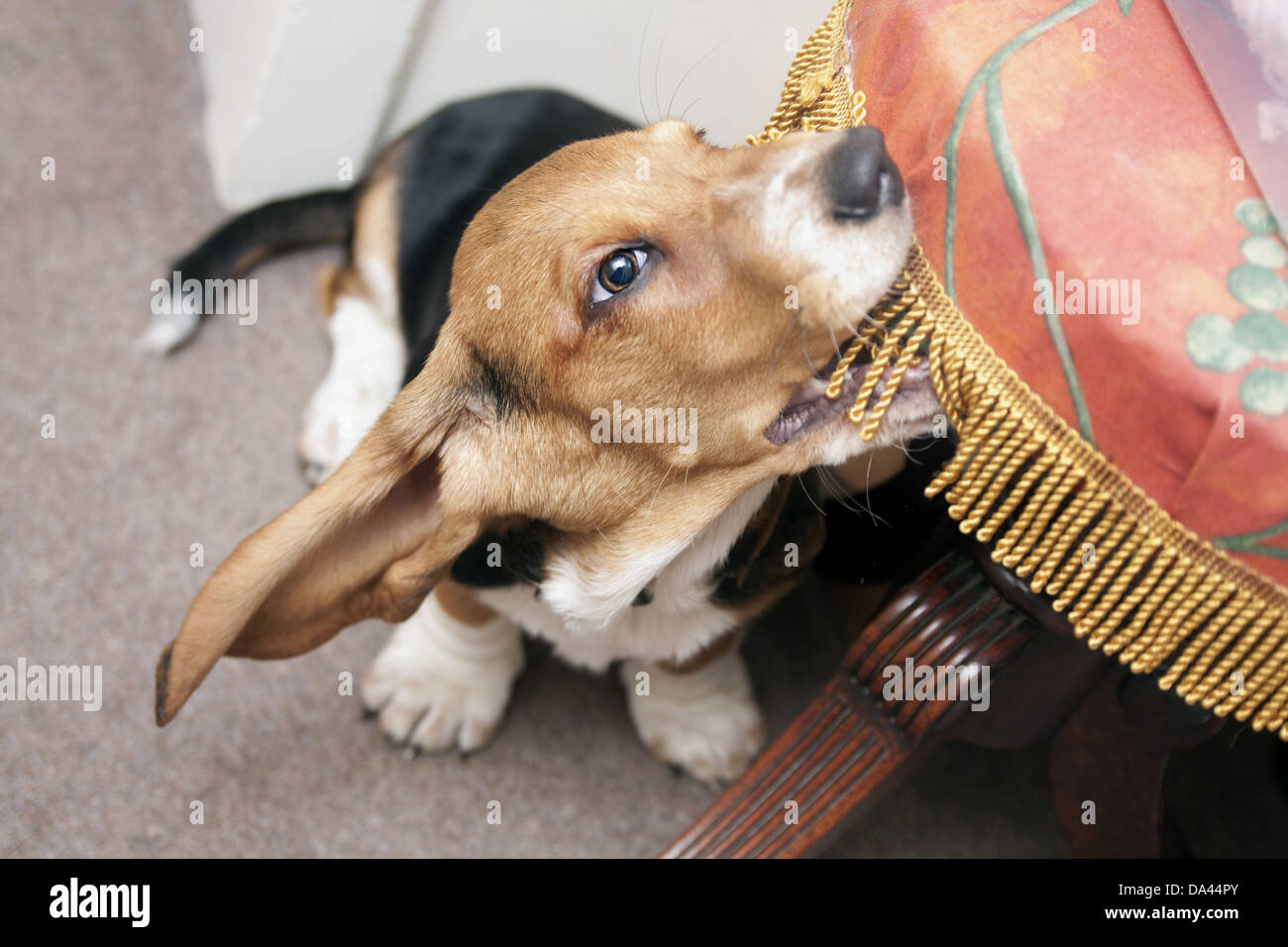 Dogs chewing furniture hi-res stock photography and images - Alamy