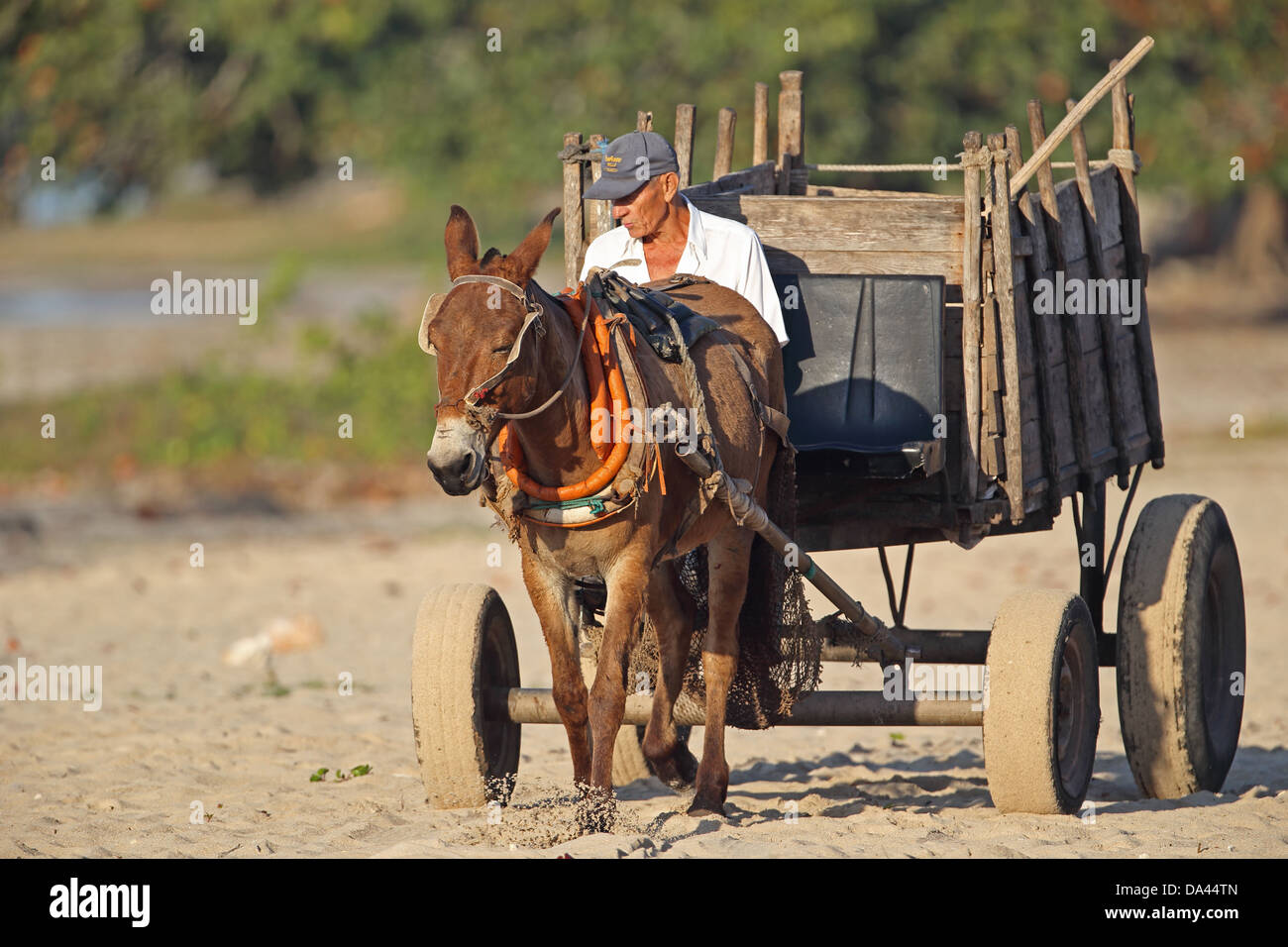 Mule (male donkey x female horse) adult, with man driving cart along ...