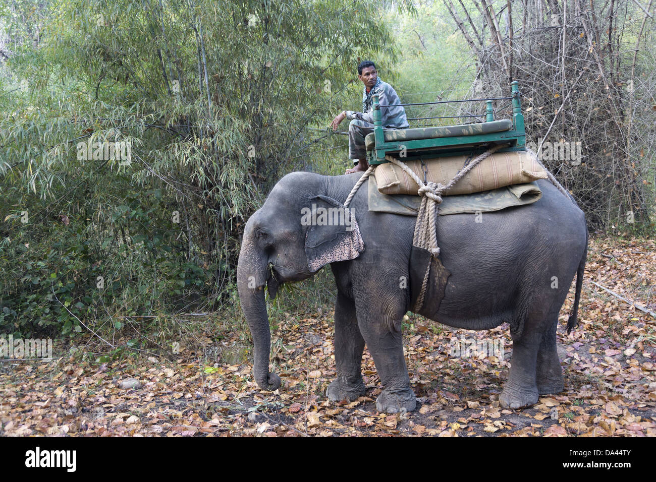 Elephant carrying wood hi-res stock photography and images - Alamy