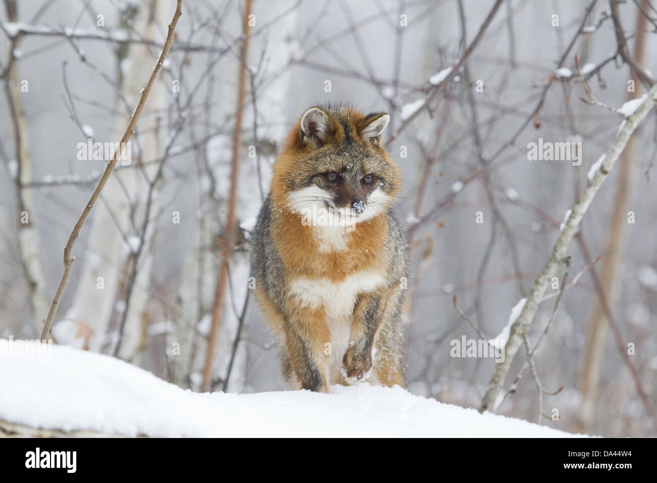 Grey Fox (Urocyon cinereoargenteus) adult, standing in snow, Minnesota ...