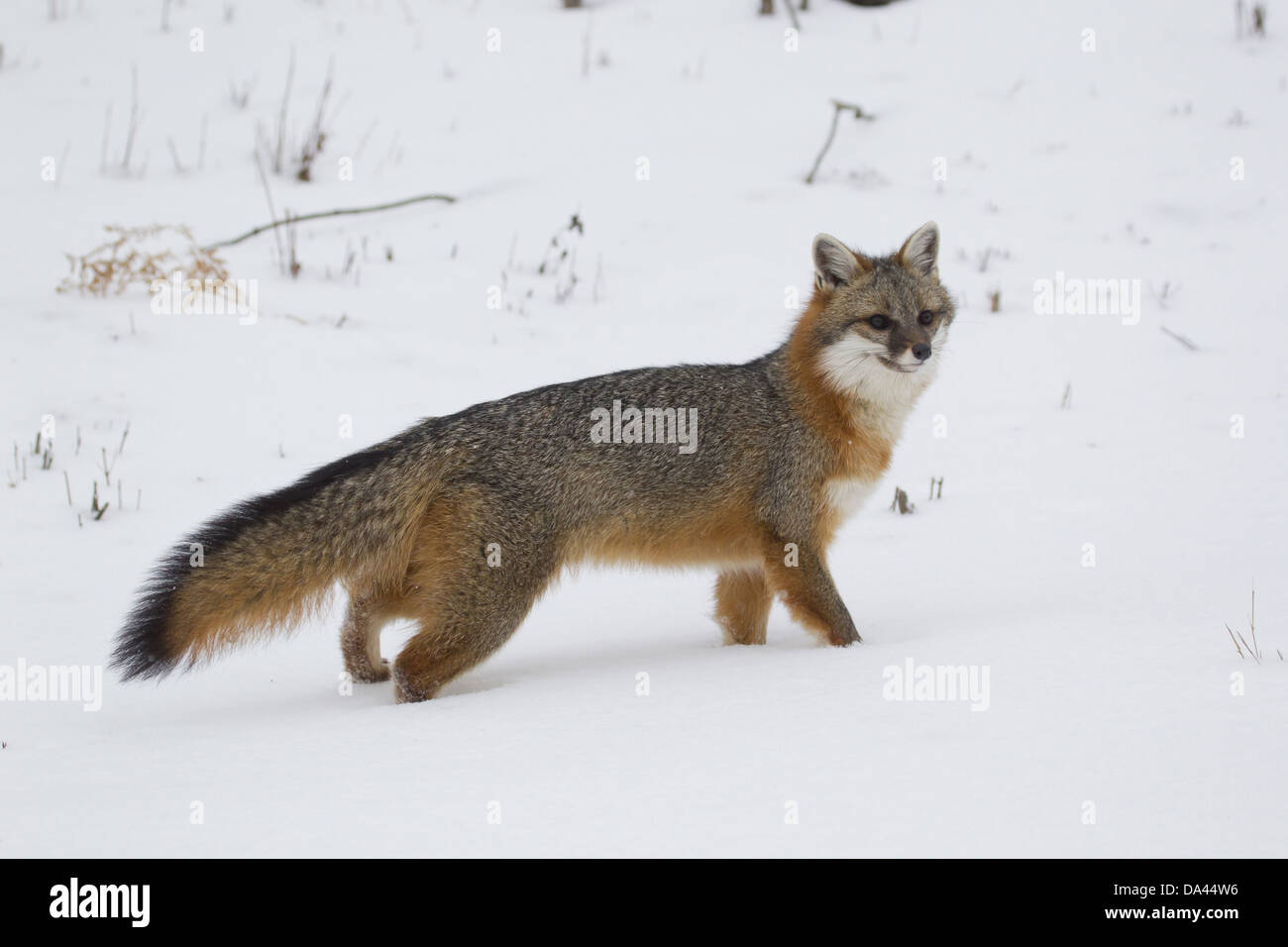 Grey Fox (Urocyon cinereoargenteus) adult, standing in snow, Minnesota ...