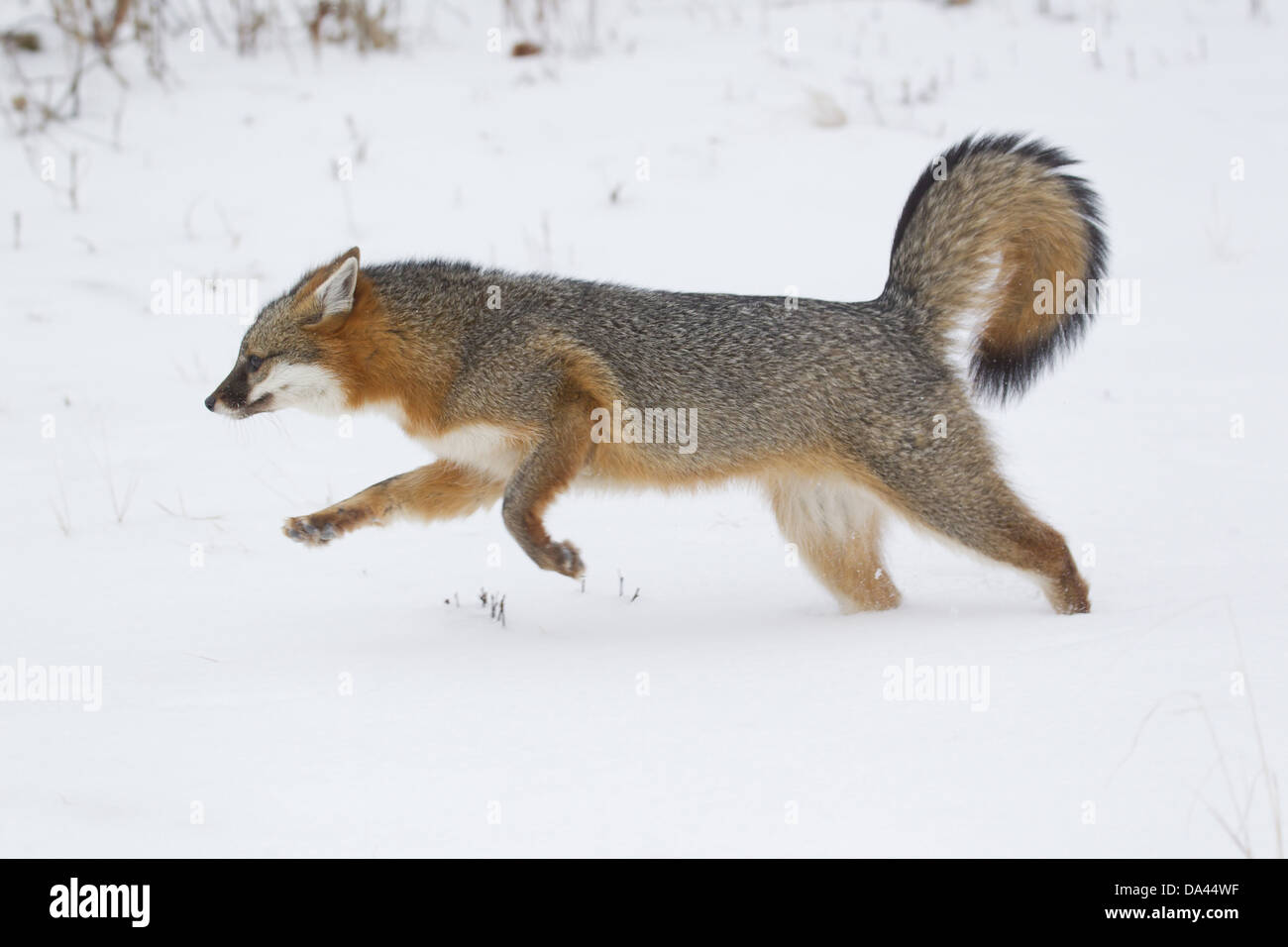 Grey Fox (Urocyon cinereoargenteus) adult, running in snow, Minnesota ...
