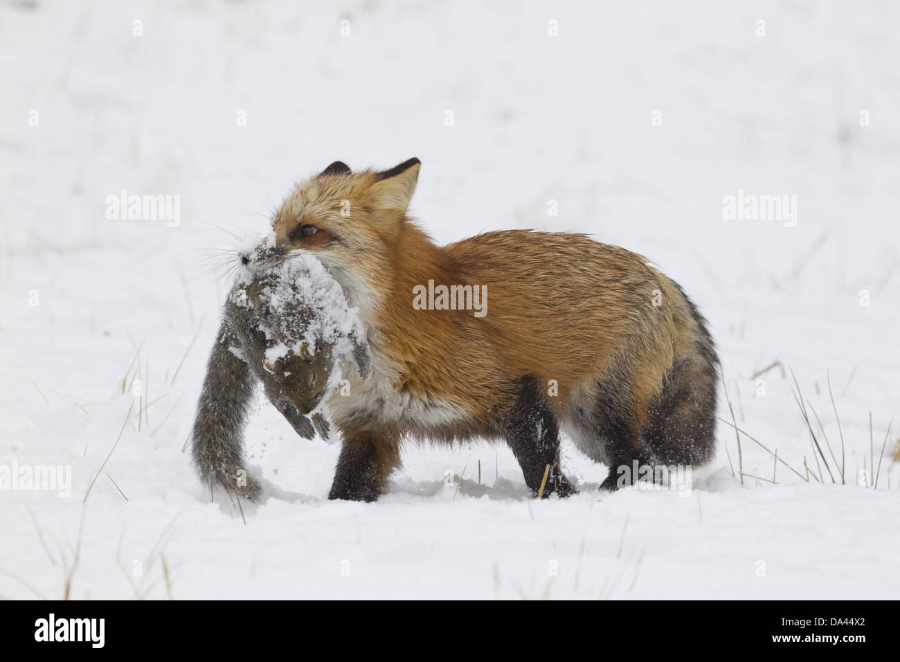 American Red Fox (Vulpes vulpes fulva) adult female carrying Eastern ...