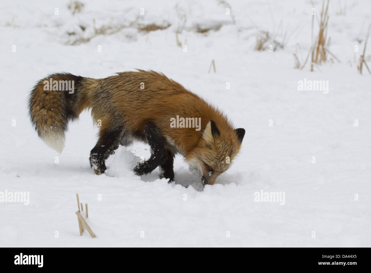 American Red Fox (Vulpes vulpes fulva) adult female, digging in snow ...