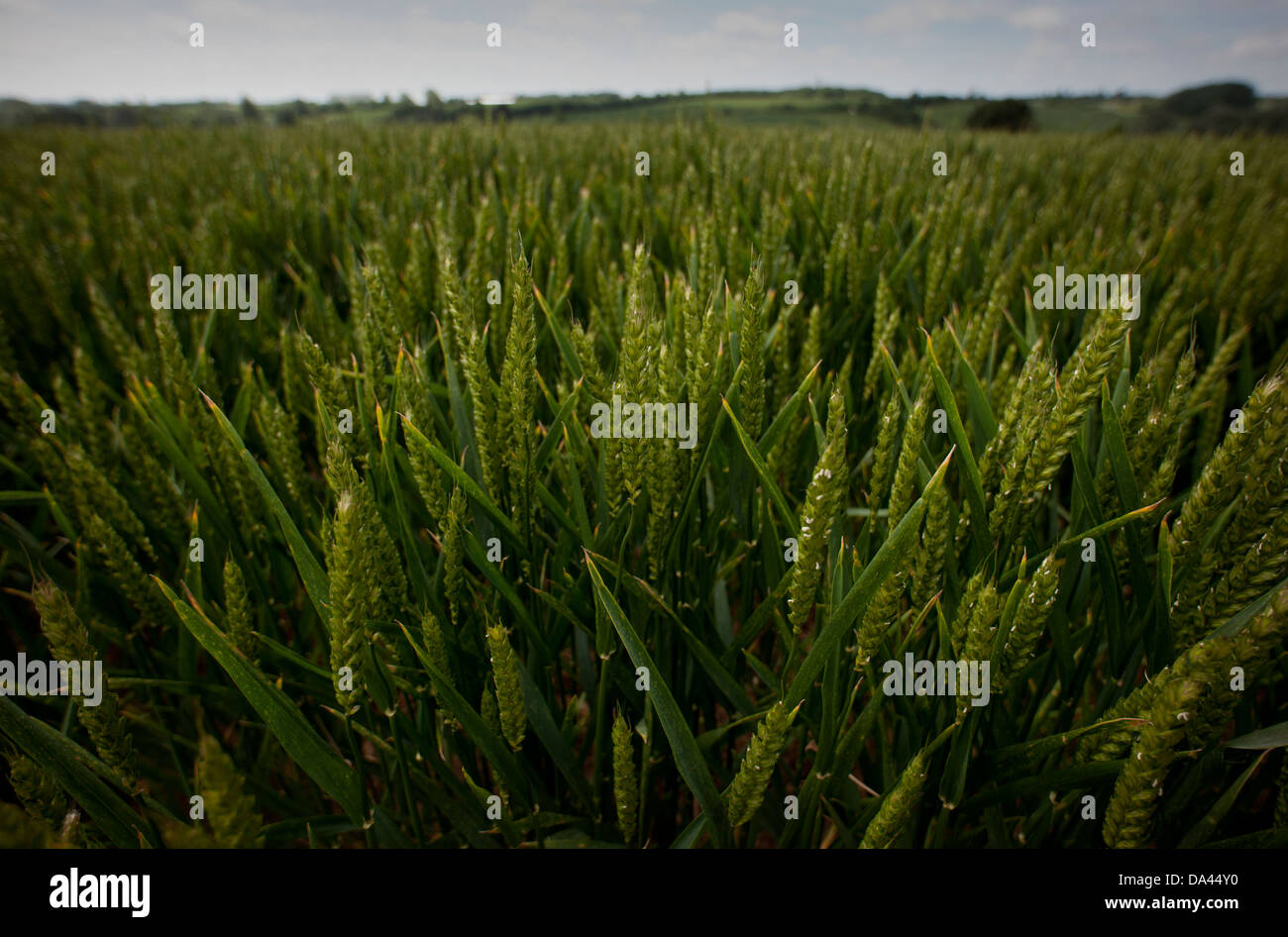Wheat growing in Thaxted, Essex, England, UK. July 2013 Green unripe ...