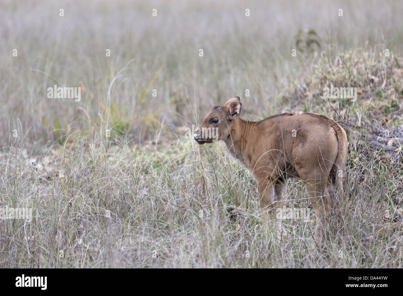 Gaurus standing hi-res stock photography and images - Alamy
