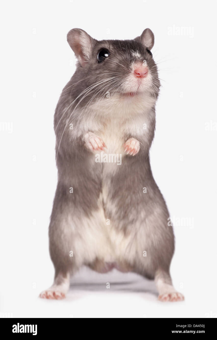 Gerbil Cut Out Stock Images & Pictures - Alamy