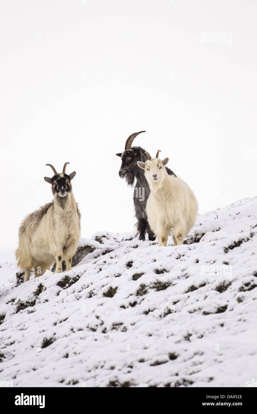 Mountain Goat Standing On Snow Stock Photos & Mountain Goat Standing On ...