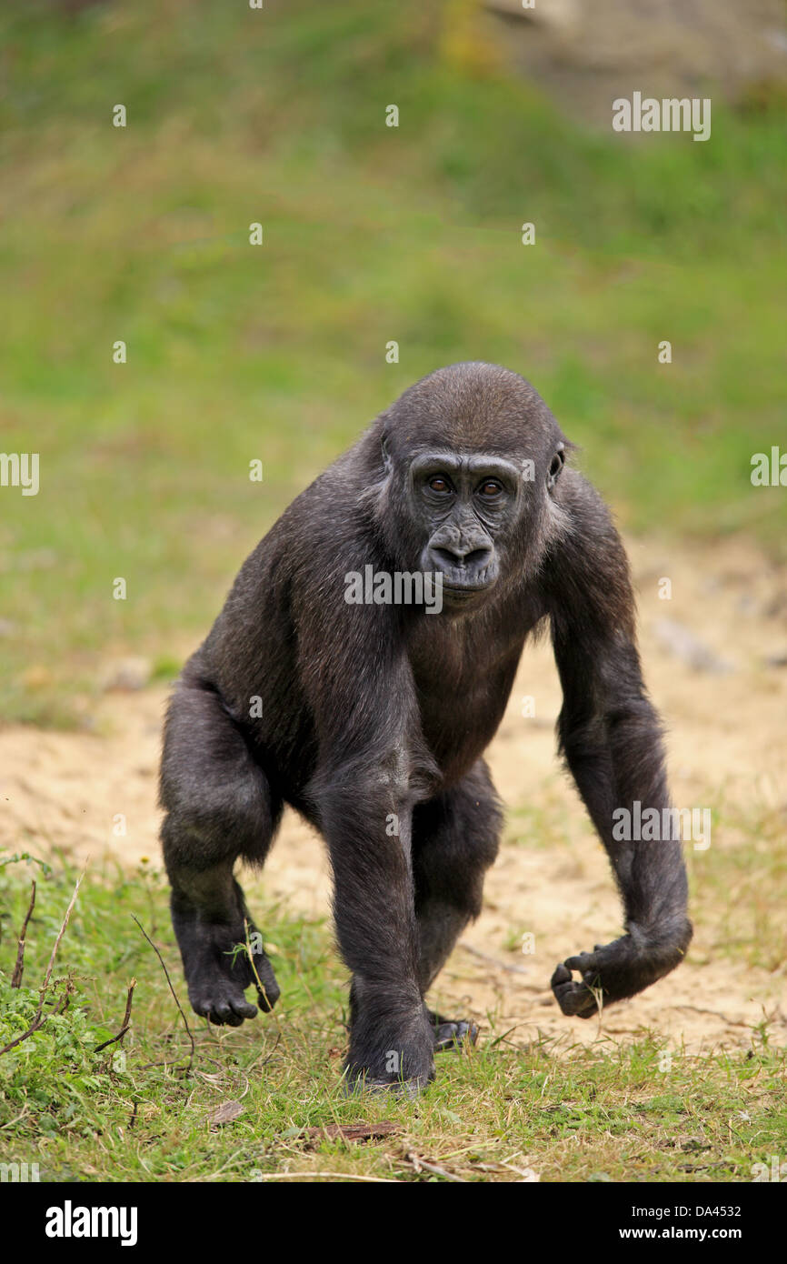 Western Lowland Gorilla (Gorilla gorilla gorilla) immature, knuckle ...