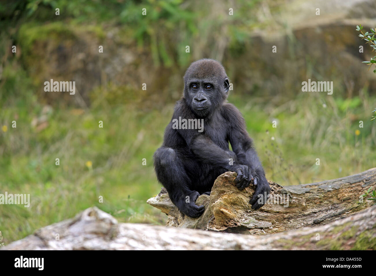 Western Lowland Gorilla (Gorilla gorilla gorilla) young, sitting on log ...