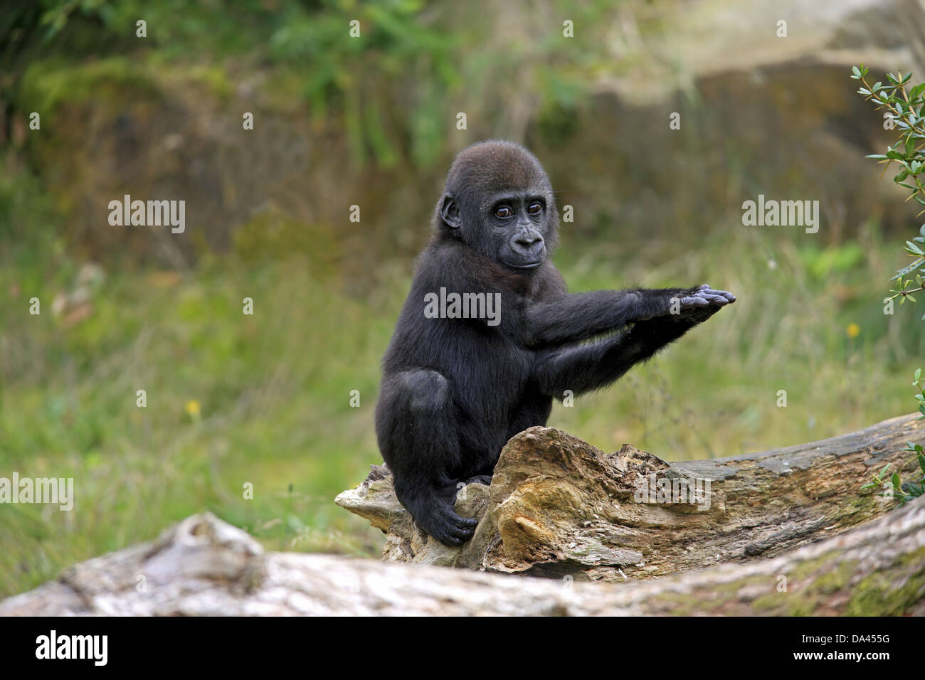 Western Lowland Gorilla (Gorilla gorilla gorilla) young, sitting on log ...
