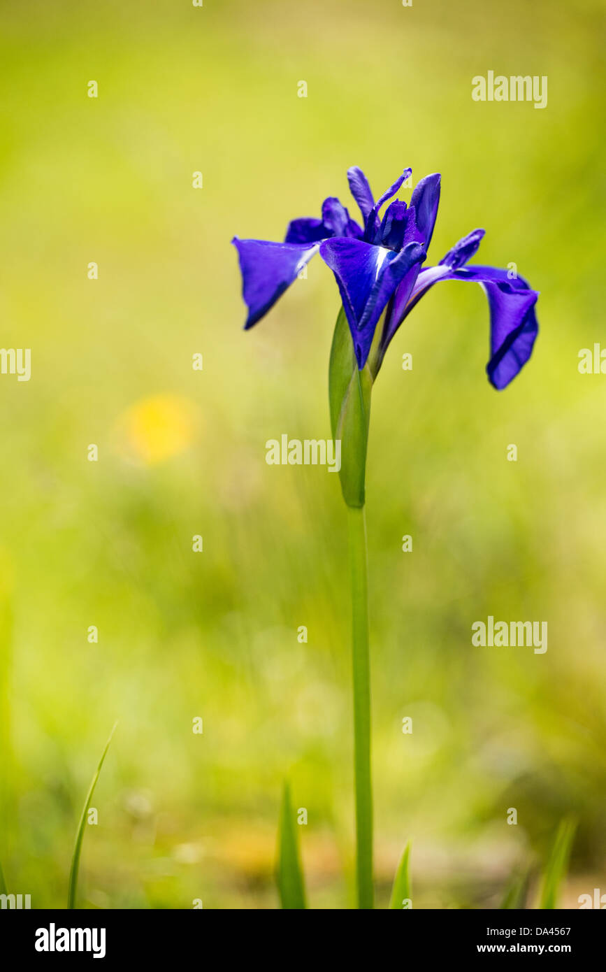 Blue iris blossom hi-res stock photography and images - Alamy