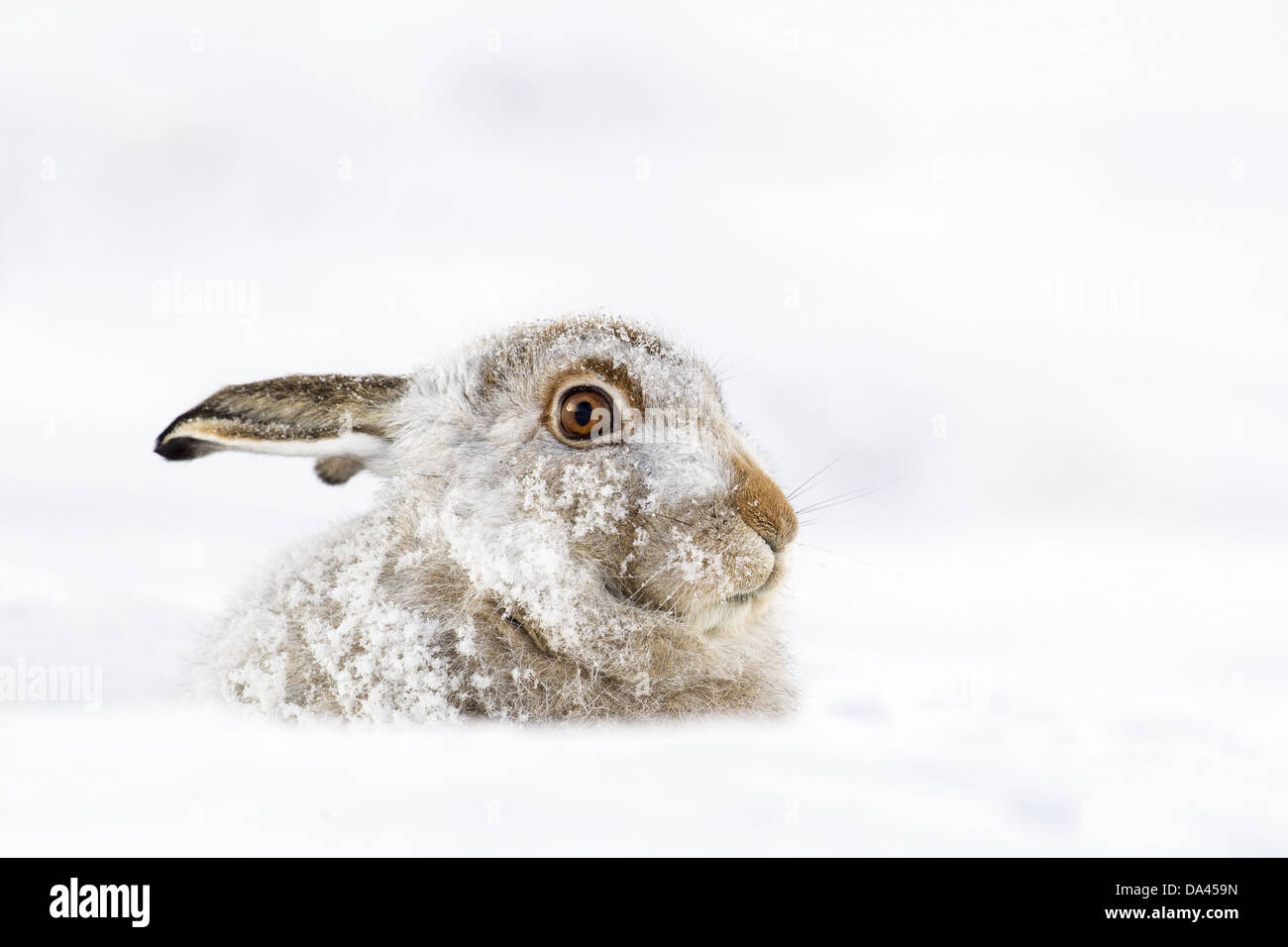 British mountain hares Cut Out Stock Images & Pictures - Alamy