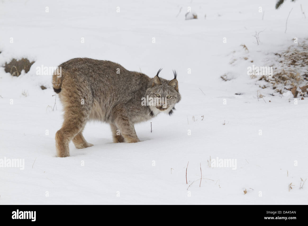 Canadian Lynx (Lynx canadensis) adult, standing on snow in forest ...