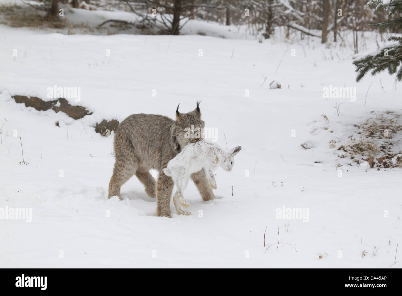 Lynx kill hi-res stock photography and images - Alamy