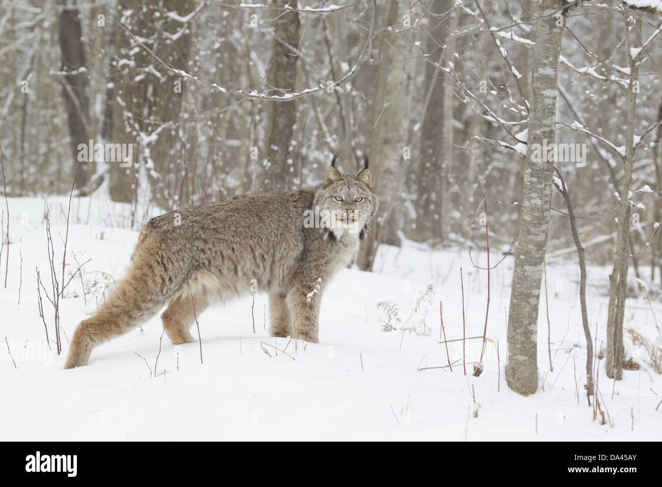 Canadian Lynx (Lynx canadensis) adult, standing on snow in forest ...