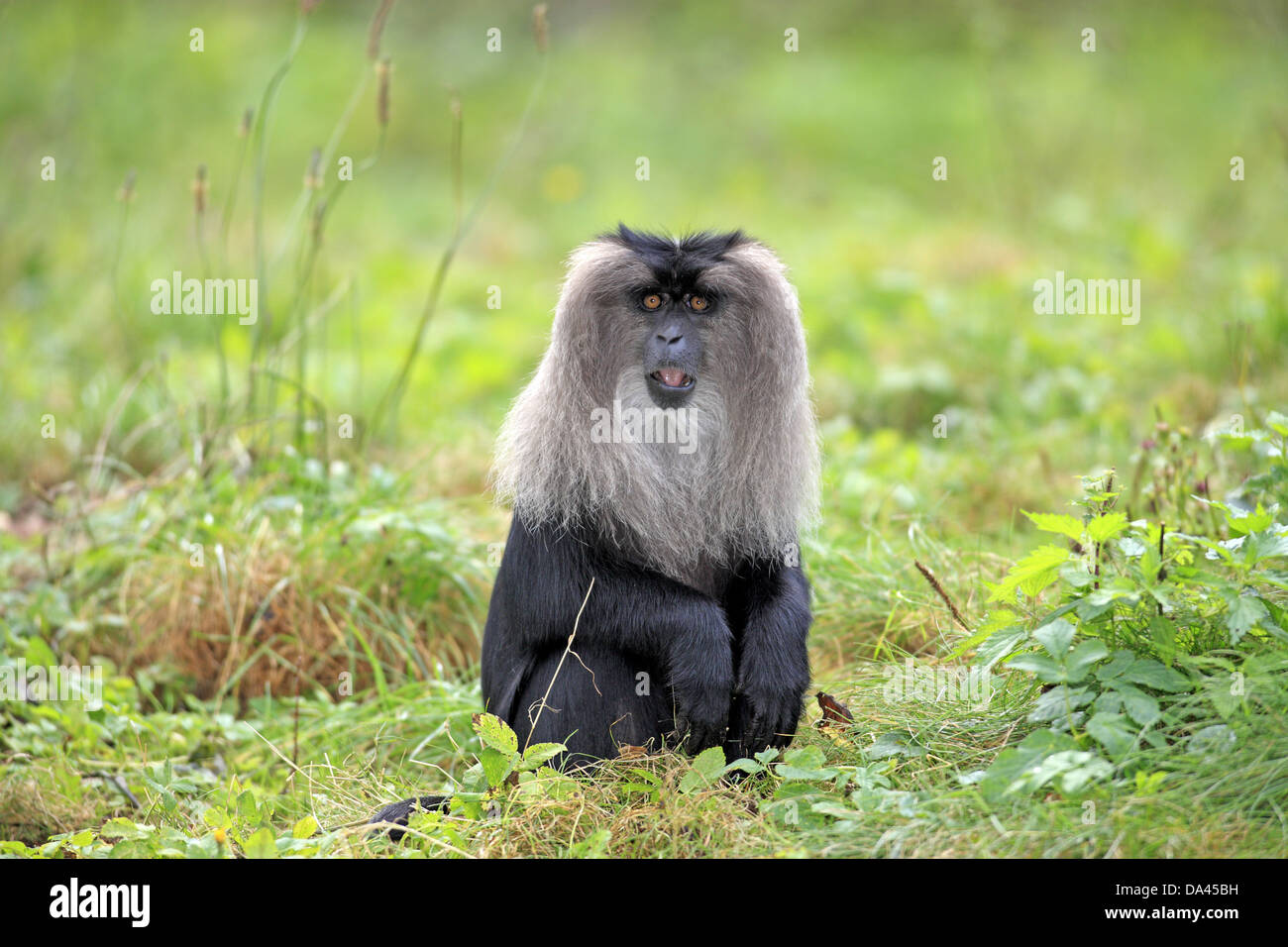 Lion-tailed Macaque (Macaca silenus) adult, sitting on grass (captive ...