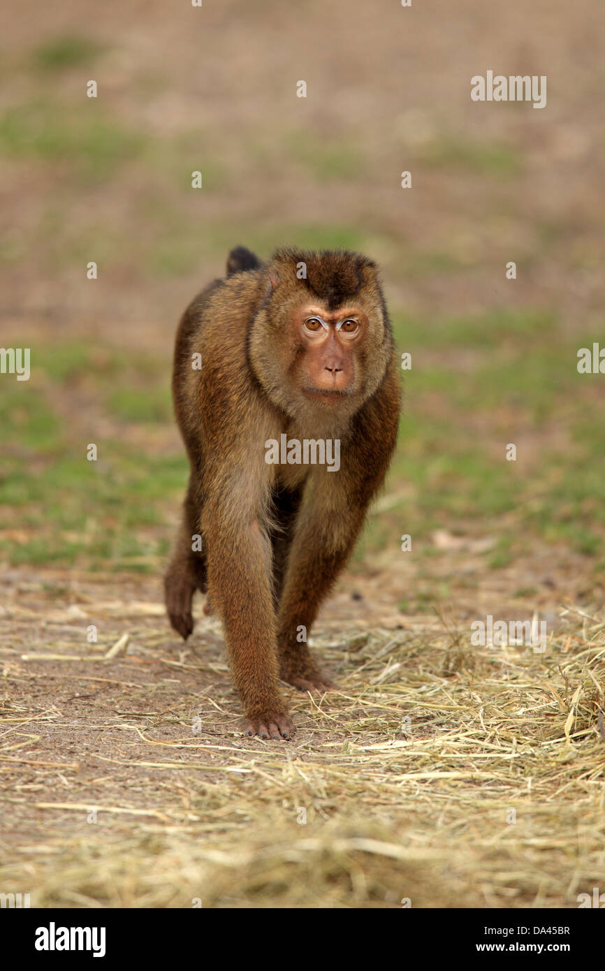 Southern Pig-tailed Macaque (Macaca nemestrina) adult female, walking ...