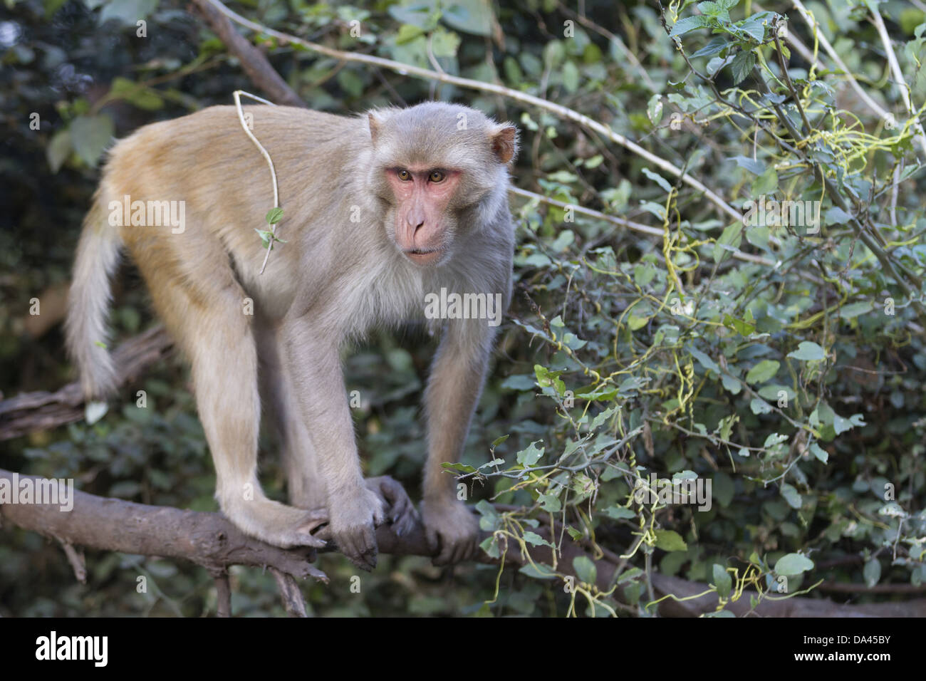 Macaca mulatta ghana hi-res stock photography and images - Alamy