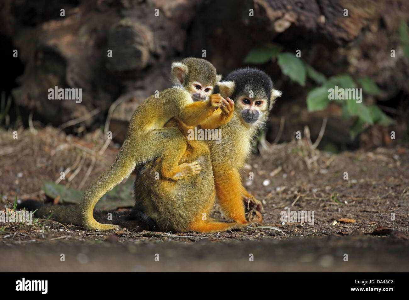 Common Squirrel-monkey (Saimiri sciureus) adult female with young on ...