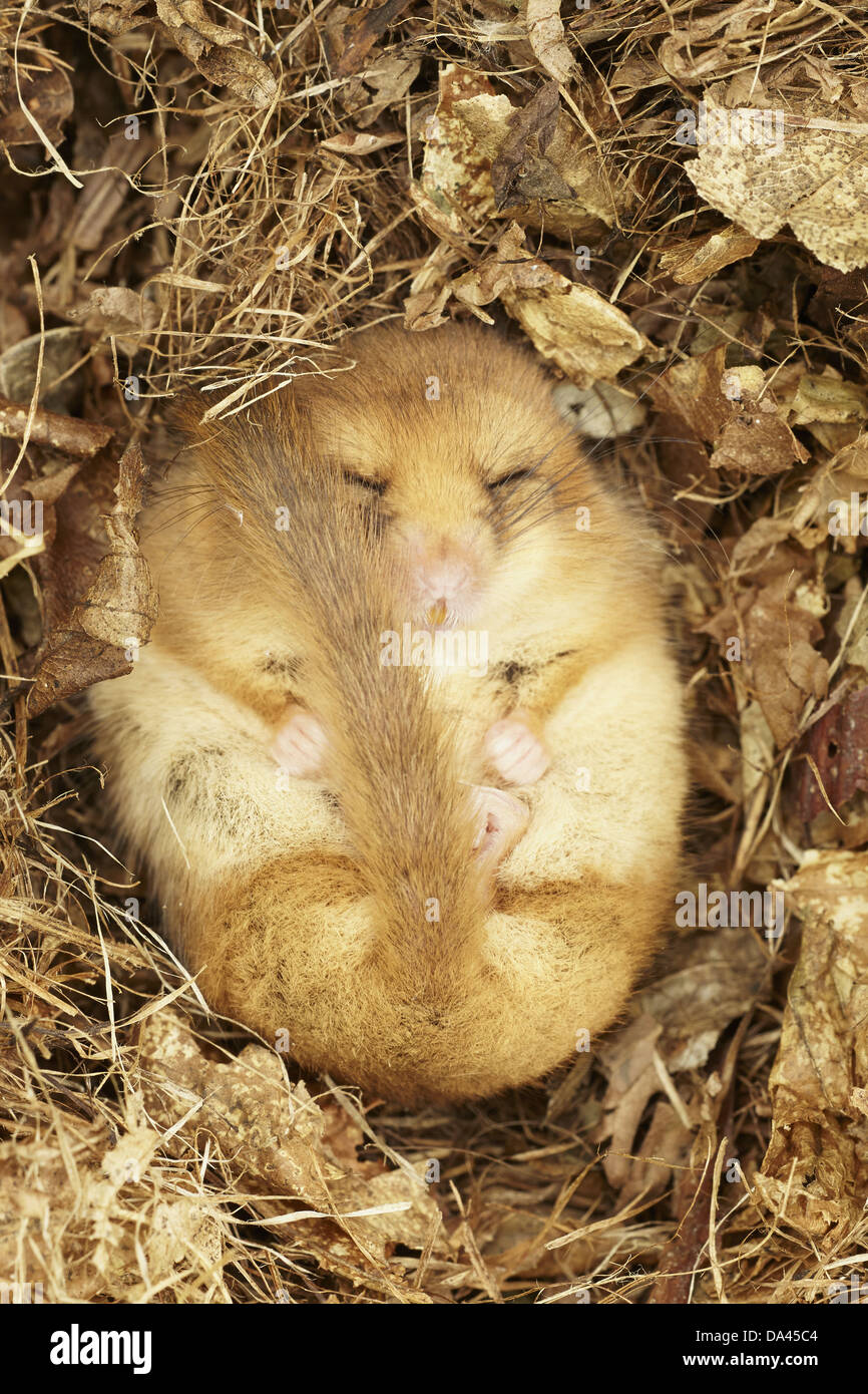 Hazel Dormouse (Muscardinus avellanarius) adult hibernating in nest ...