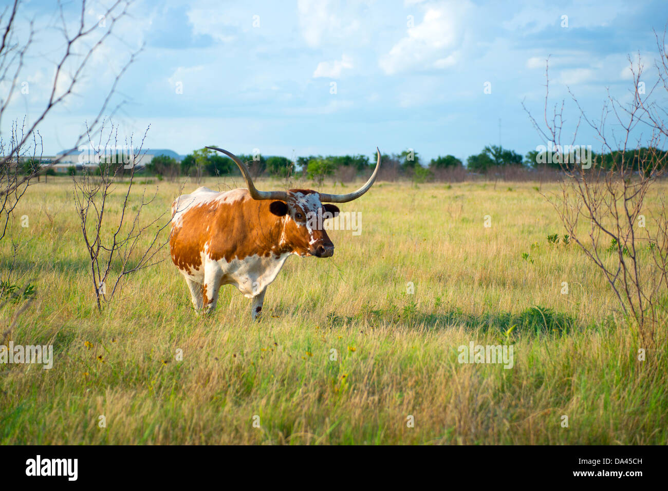 Texas Longhorn in Pasture Stock Photo - Alamy