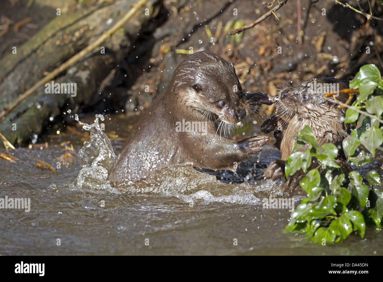Otters river thet hi-res stock photography and images - Alamy