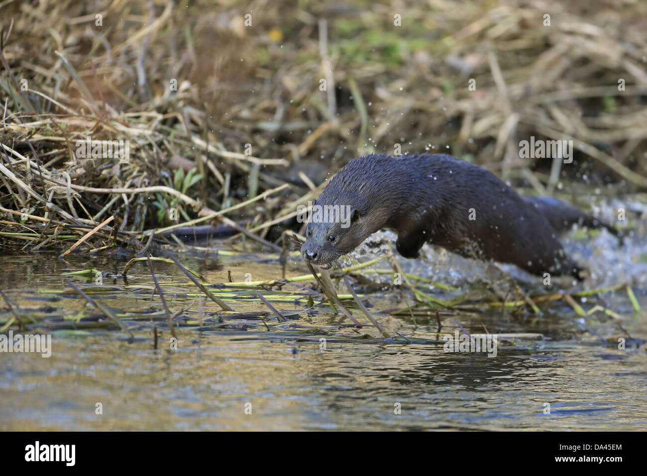 European Otter (Lutra lutra) adult leaping through shallow water at ...