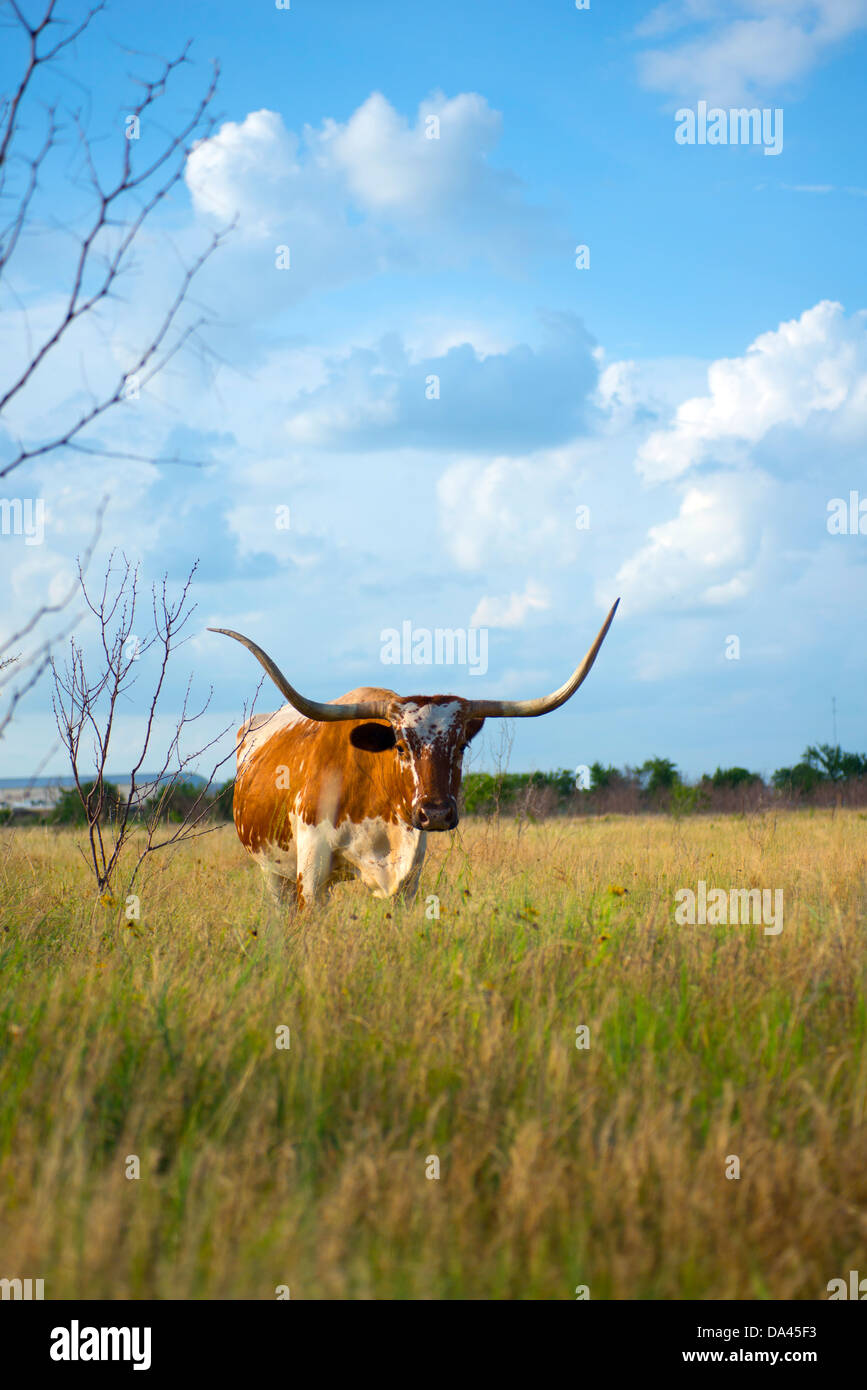 Longhorn in Texas pasture Stock Photo - Alamy