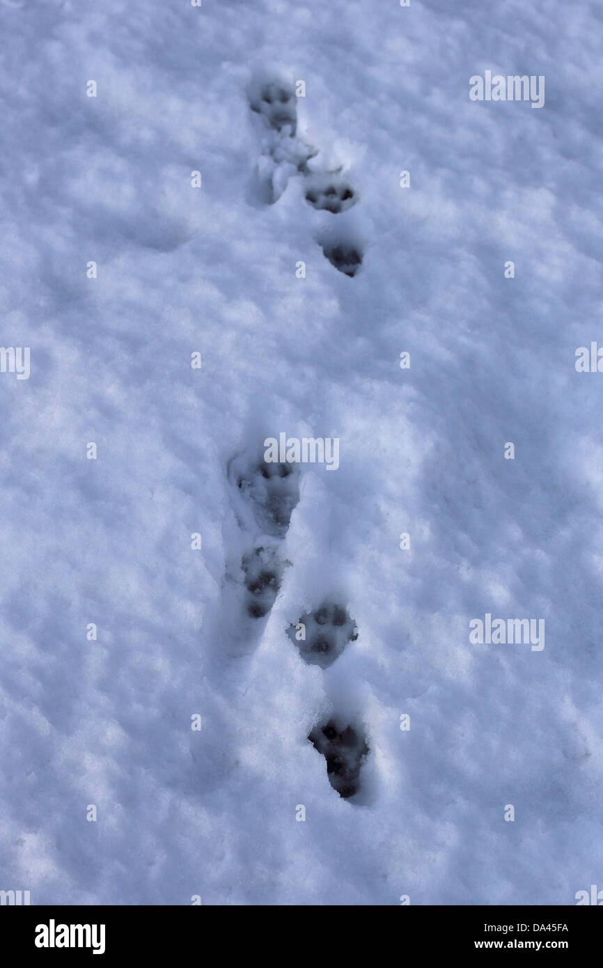 European Otter (Lutra lutra) footprints in snow, Strumpshaw Fen RSPB ...