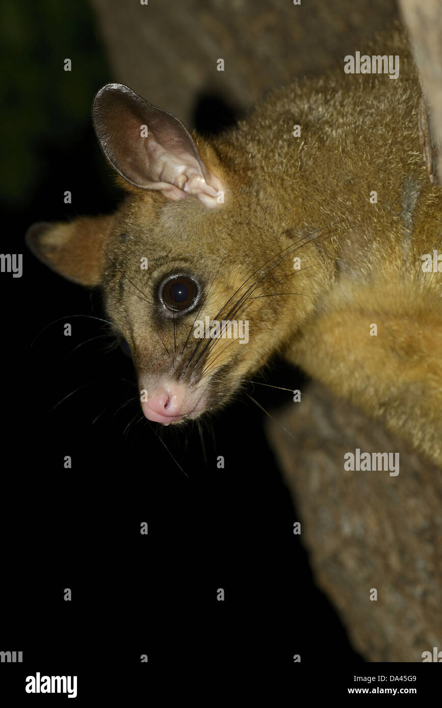 Possum Face High Resolution Stock Photography and Images - Alamy