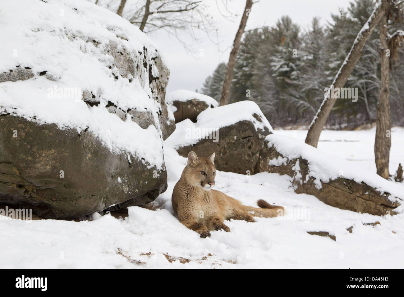 Puma (Puma concolor) adult, resting beside snow covered rocks ...