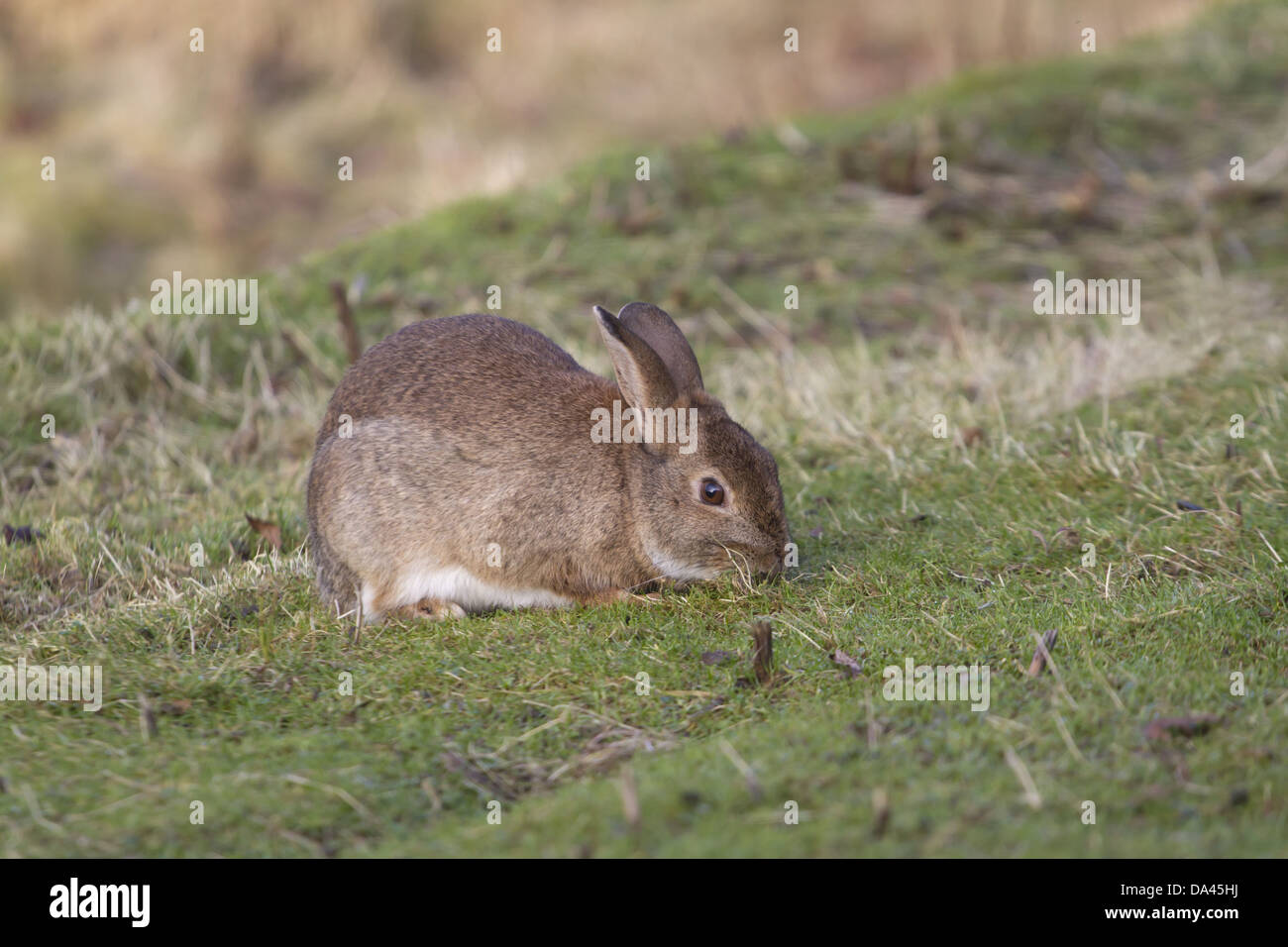 Northern european herbivores hi-res stock photography and images - Alamy