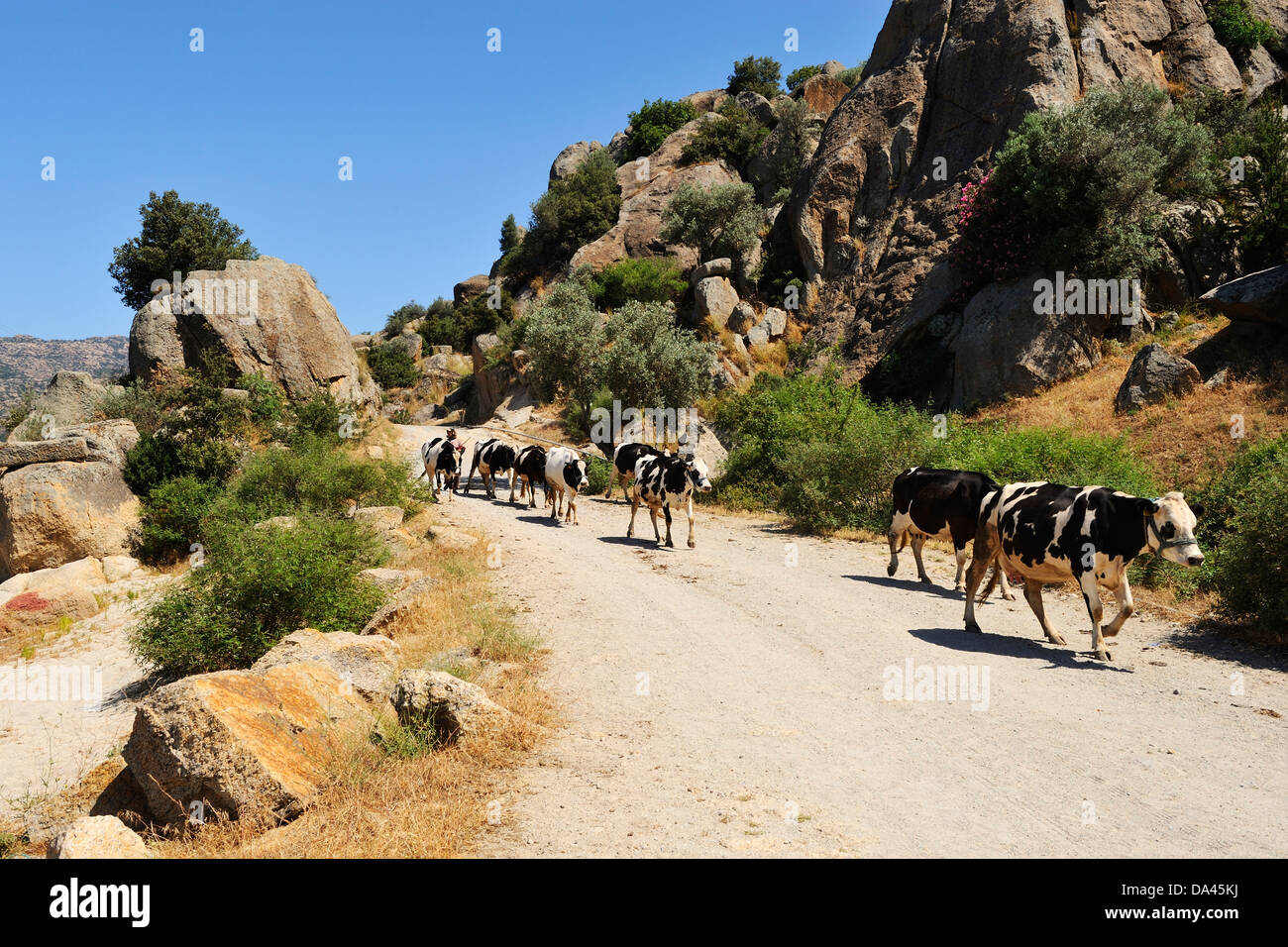 Turkey cows hi-res stock photography and images - Alamy