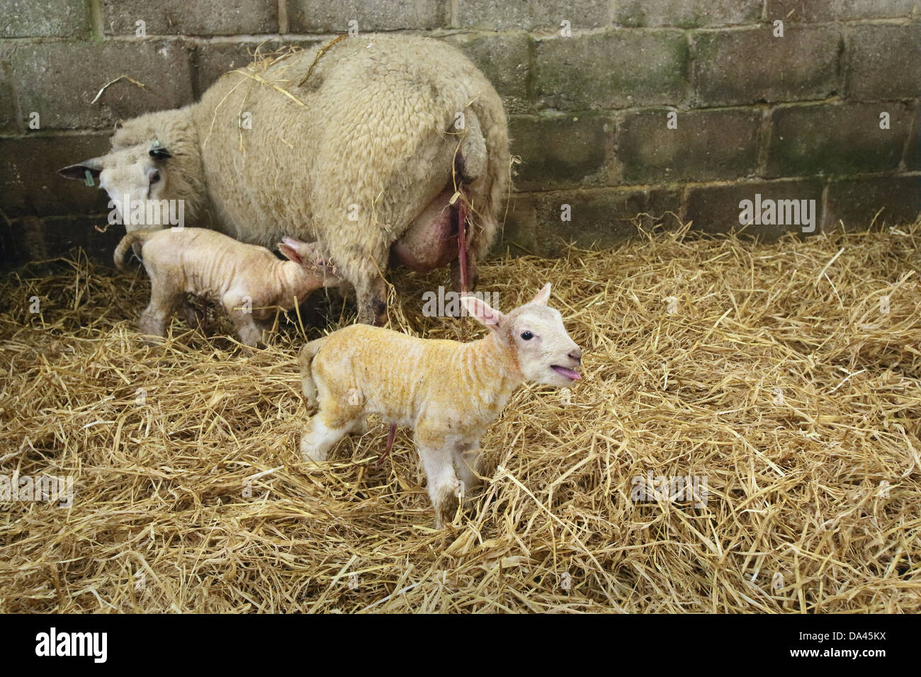 Domestic Sheep, ewe with newborn twin lambs, standing in indoor pen of ...