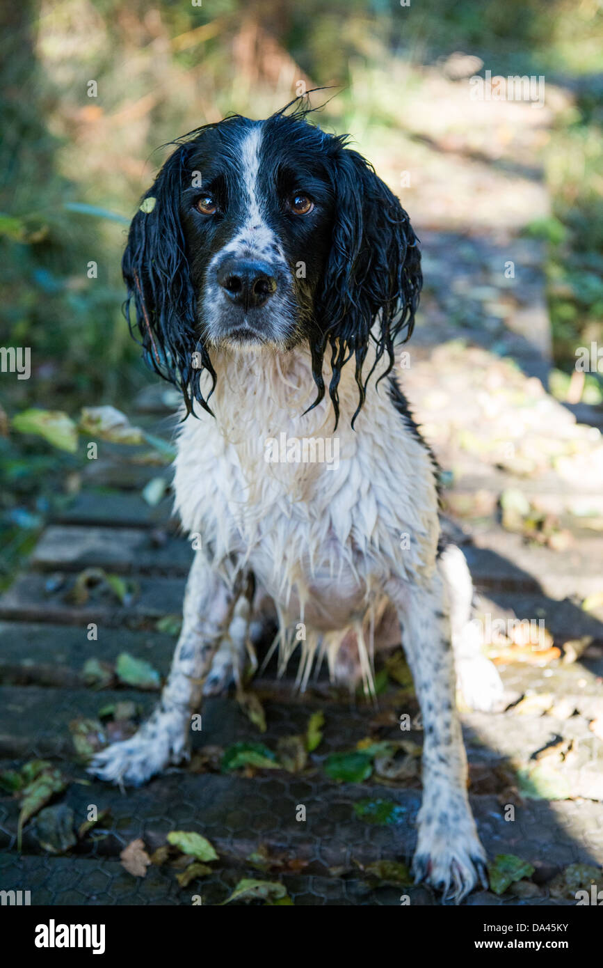 Dog out hunting in forest Stock Photo - Alamy
