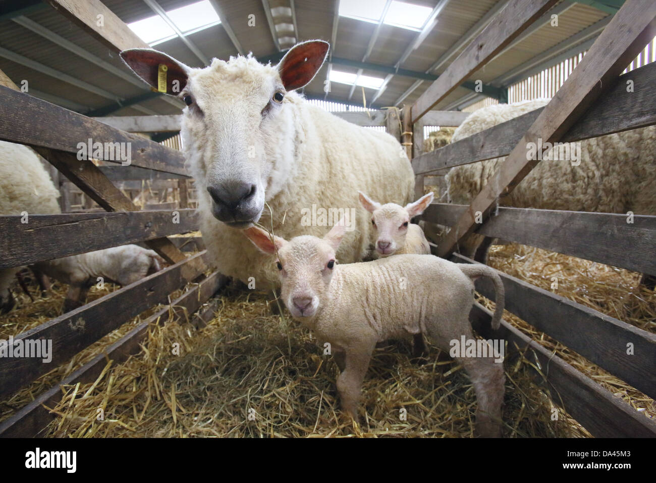 Indoor Pet Lambs