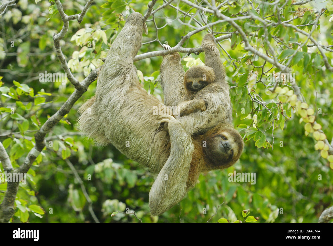 Xenarthrans hi-res stock photography and images - Alamy
