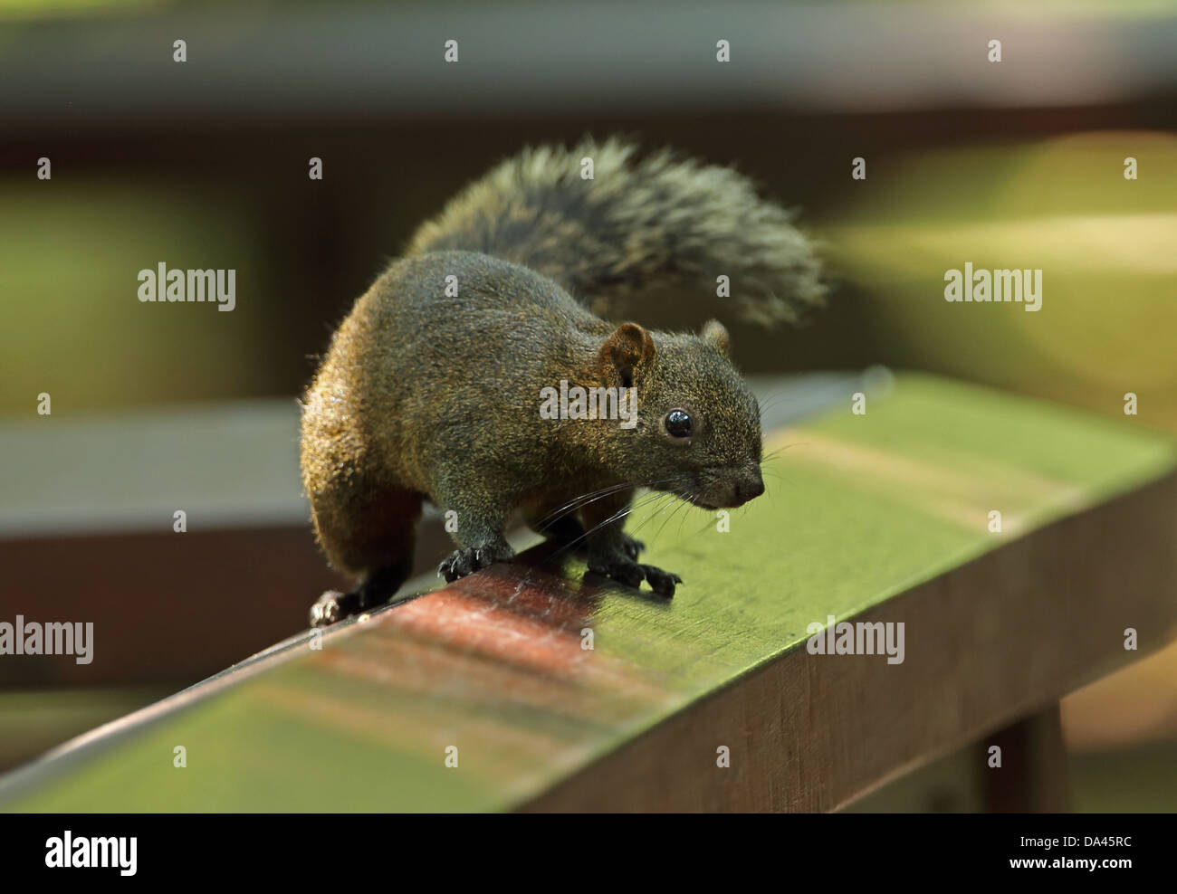 Pallas's Squirrel (Callosciurus erythraeus) adult, standing on wooden ...