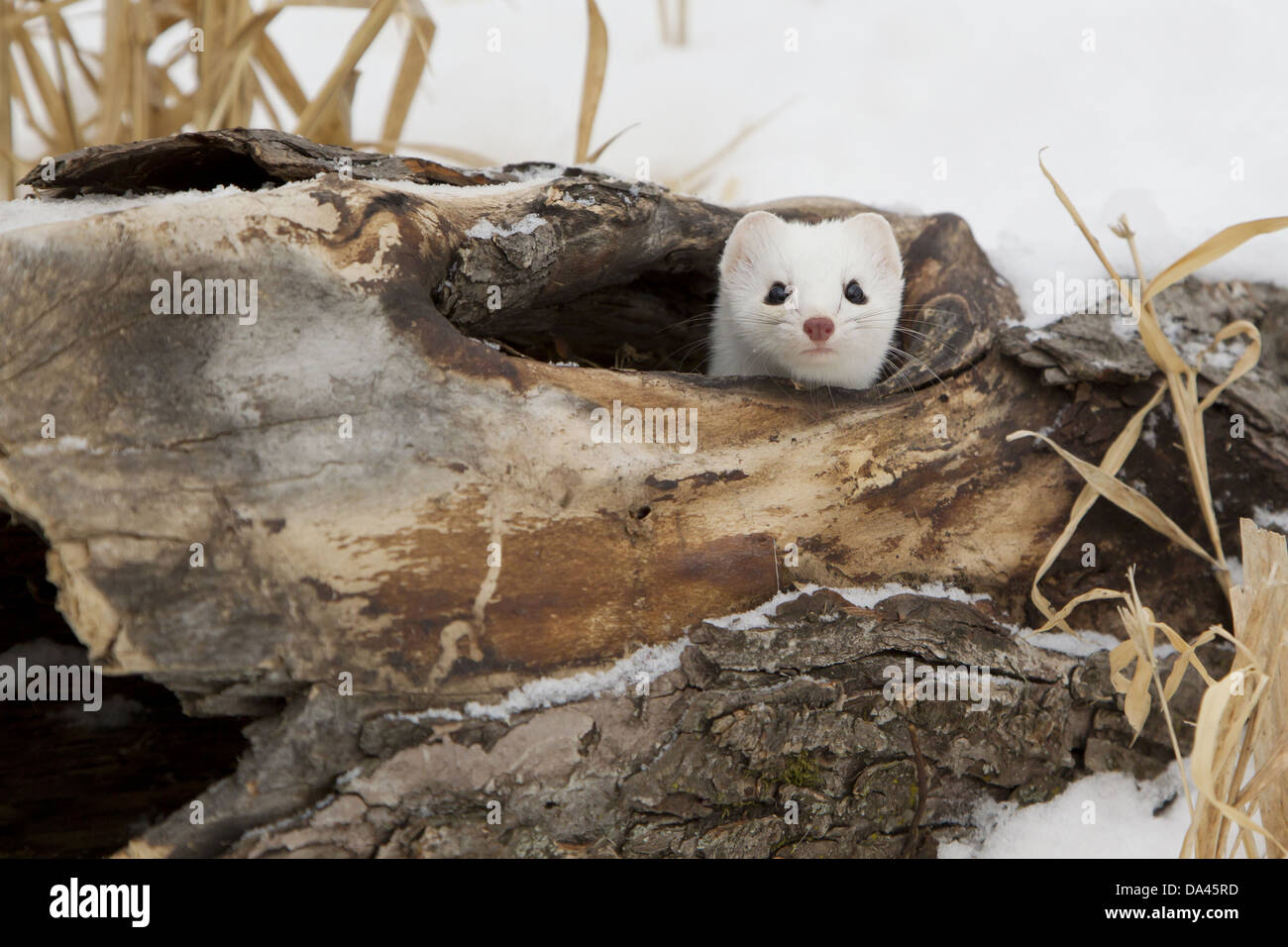 Eurasian ermine High Resolution Stock Photography and Images - Alamy