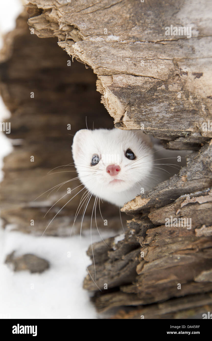 Arctic Ermine Baby