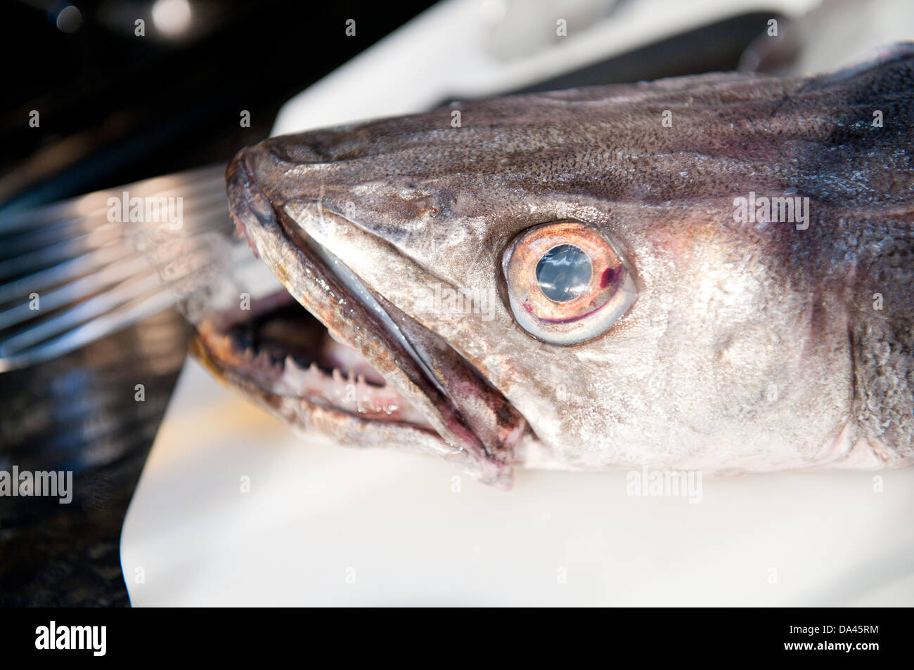 Open Mouth Fish Seafood Stock Photos & Open Mouth Fish Seafood Stock ...