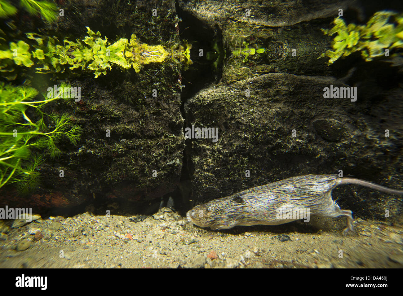 Underwater burrows hi-res stock photography and images - Alamy