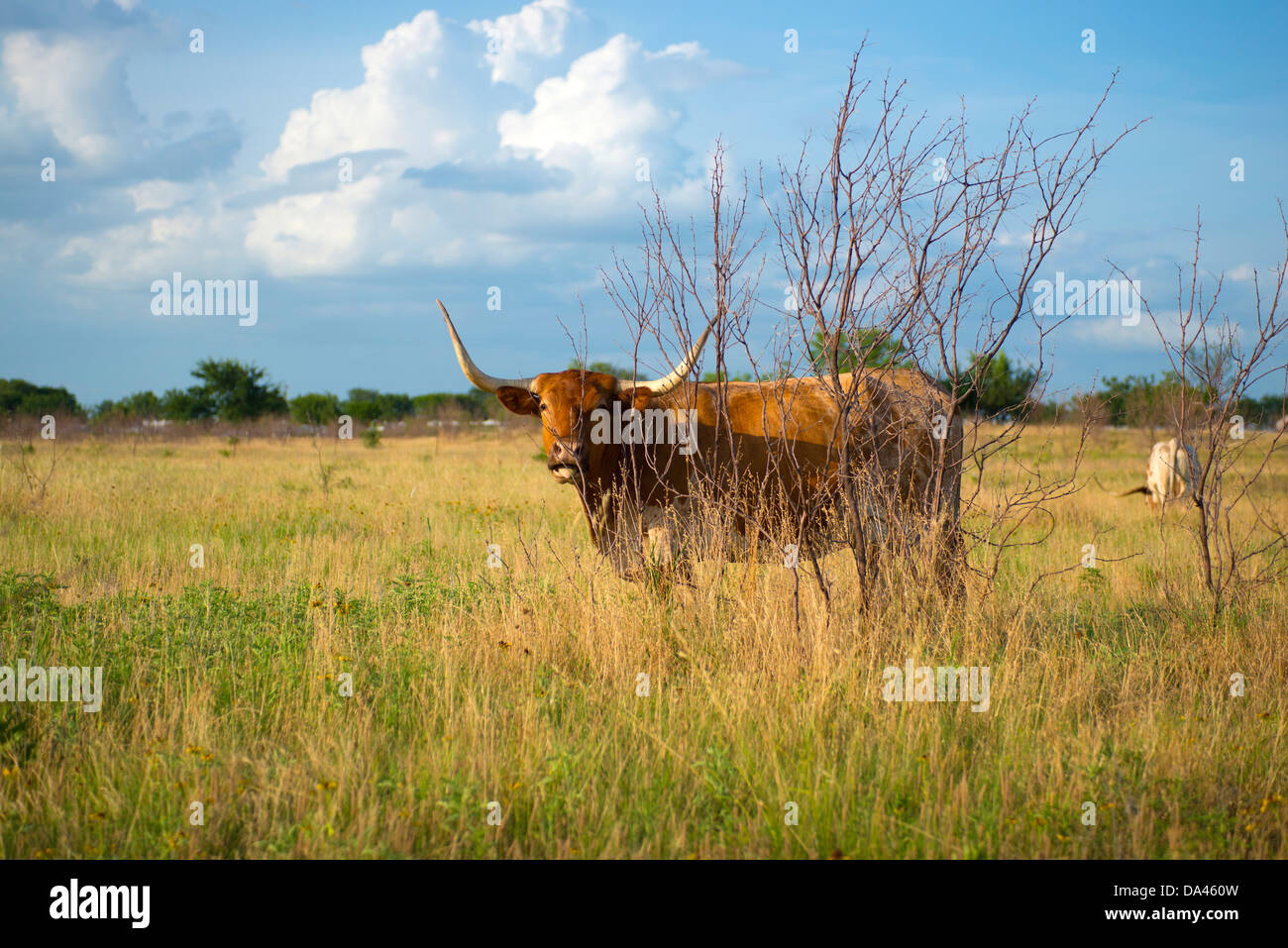 Texas Longhorn in Pasture Stock Photo - Alamy